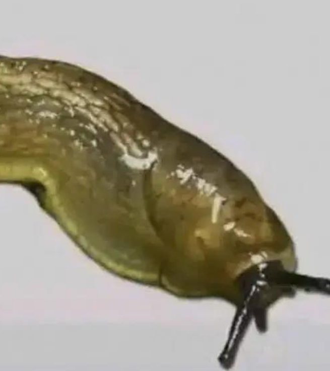 What It Really Means When a Slug Enters Your Home – Delicious Recipes